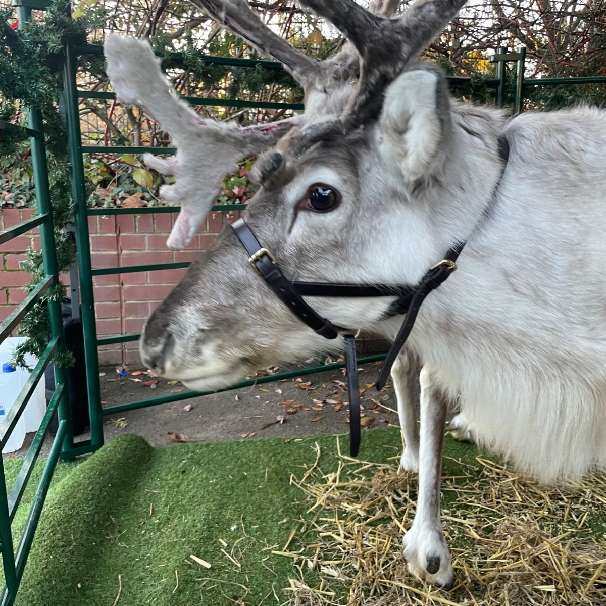 Windhill21 - WSA Christmas Bazaar